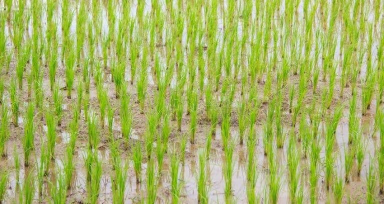 Where Does Rice Grow? (Countries, Regions, States + More)